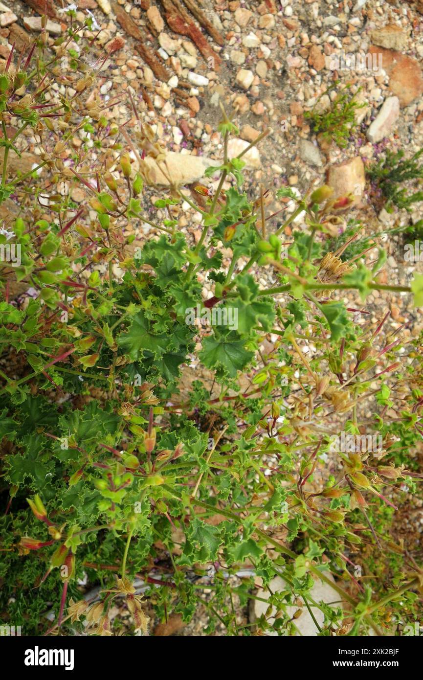 Rose-camphor Storksbill (Pelargonium englerianum) Plantae Stock Photo ...