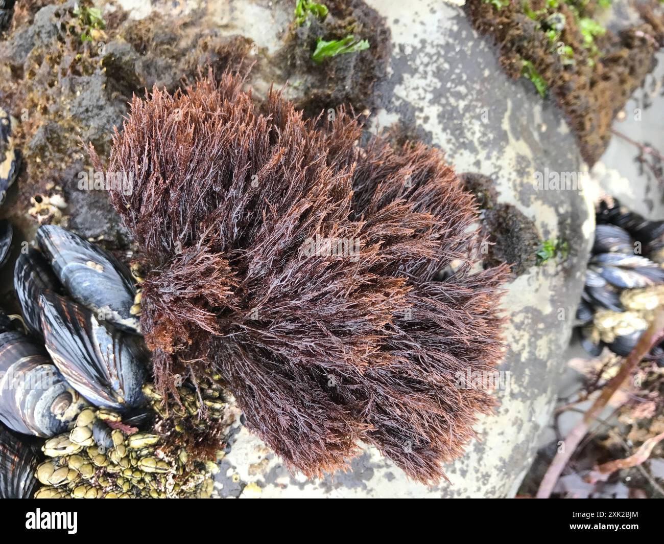 Scouring-pad alga (Endocladia muricata) Plantae Stock Photo - Alamy