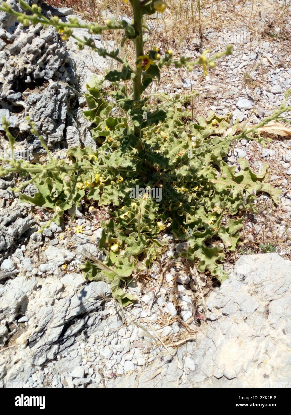 wavyleaf mullein (Verbascum sinuatum) Plantae Stock Photo - Alamy