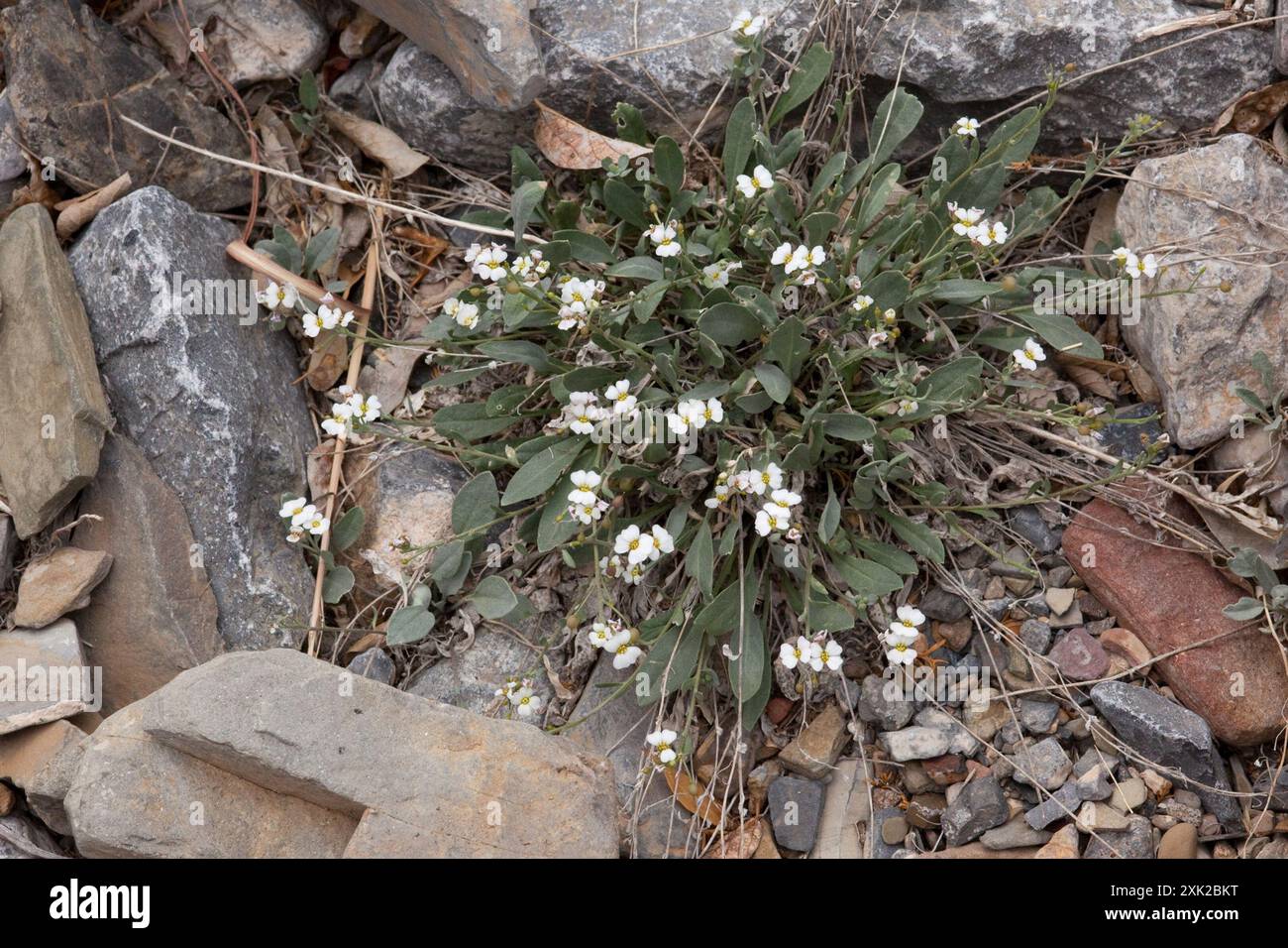 white bladderpod (Physaria purpurea) Plantae Stock Photo - Alamy