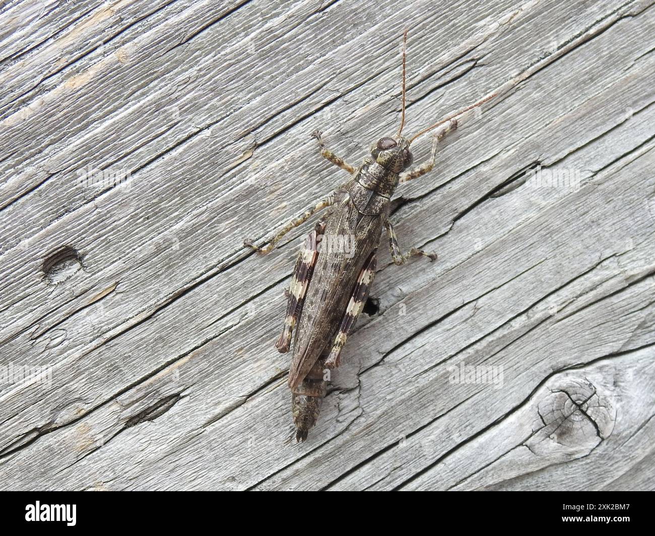 Pine tree Spur-throat Grasshopper (Melanoplus punctulatus) Insecta ...