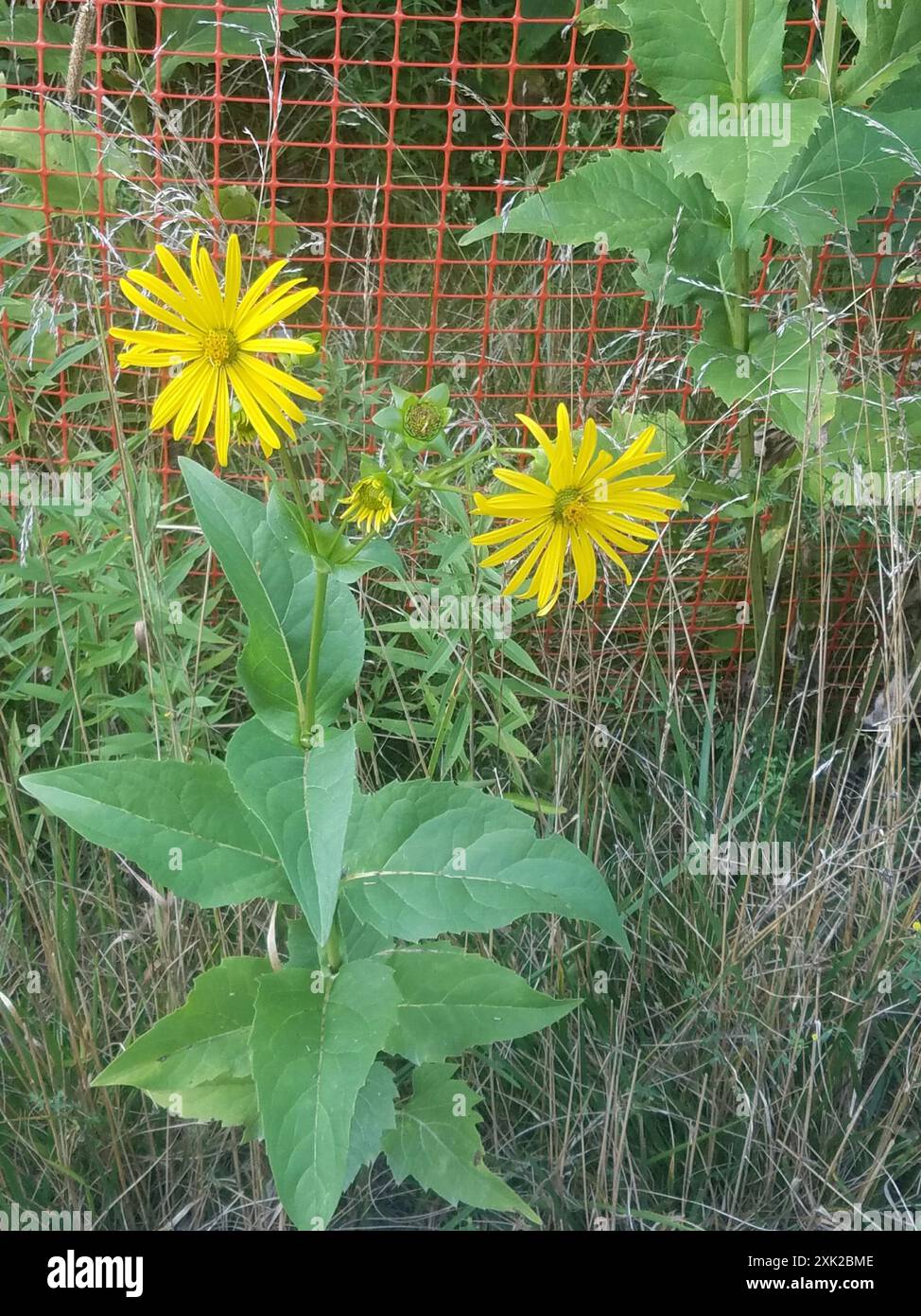 cup plant (Silphium perfoliatum) Plantae Stock Photo - Alamy