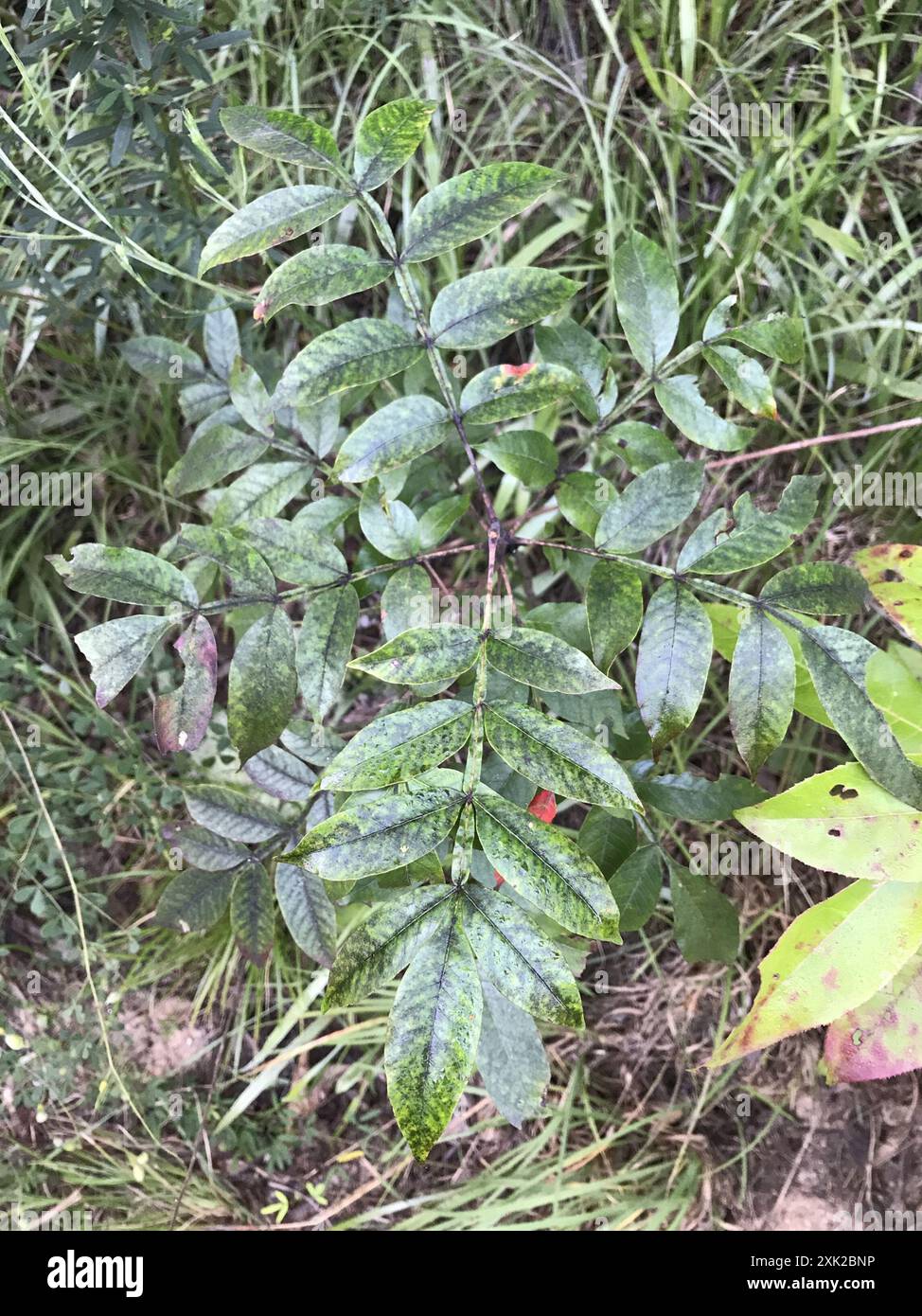 shining sumac (Rhus copallinum) Plantae Stock Photo - Alamy