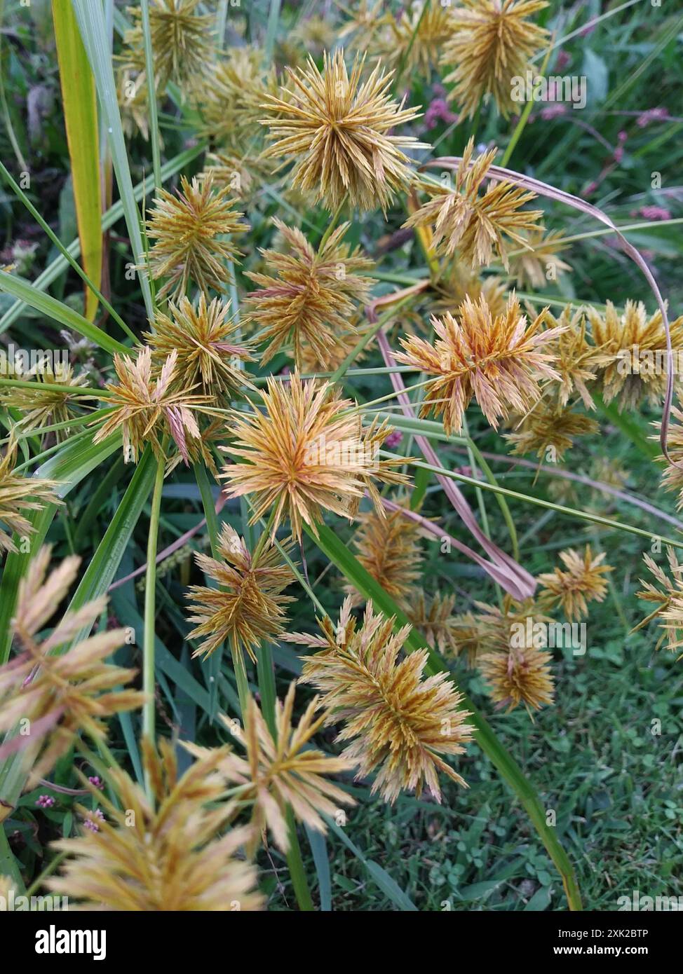 straw-colored flatsedge (Cyperus strigosus) Plantae Stock Photo - Alamy