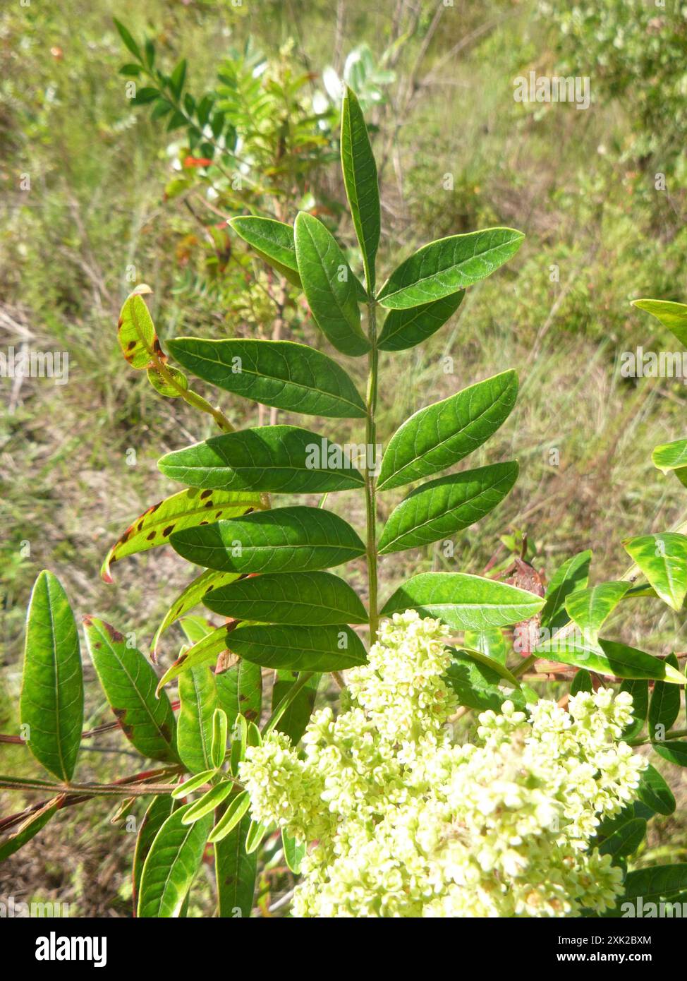 shining sumac (Rhus copallinum) Plantae Stock Photo - Alamy