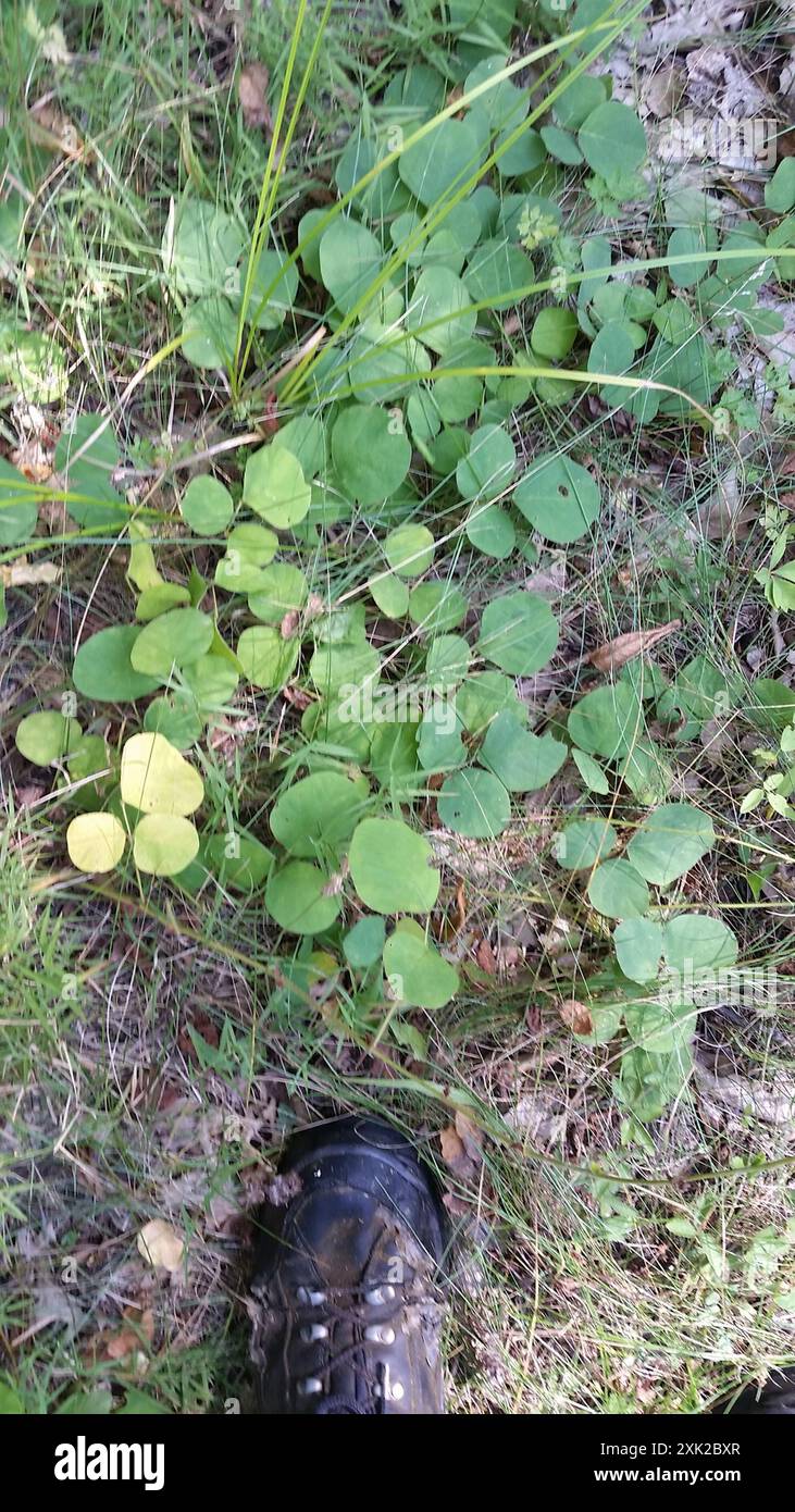 Round-leaved Trailing Tick-trefoil (Desmodium rotundifolium) Plantae ...