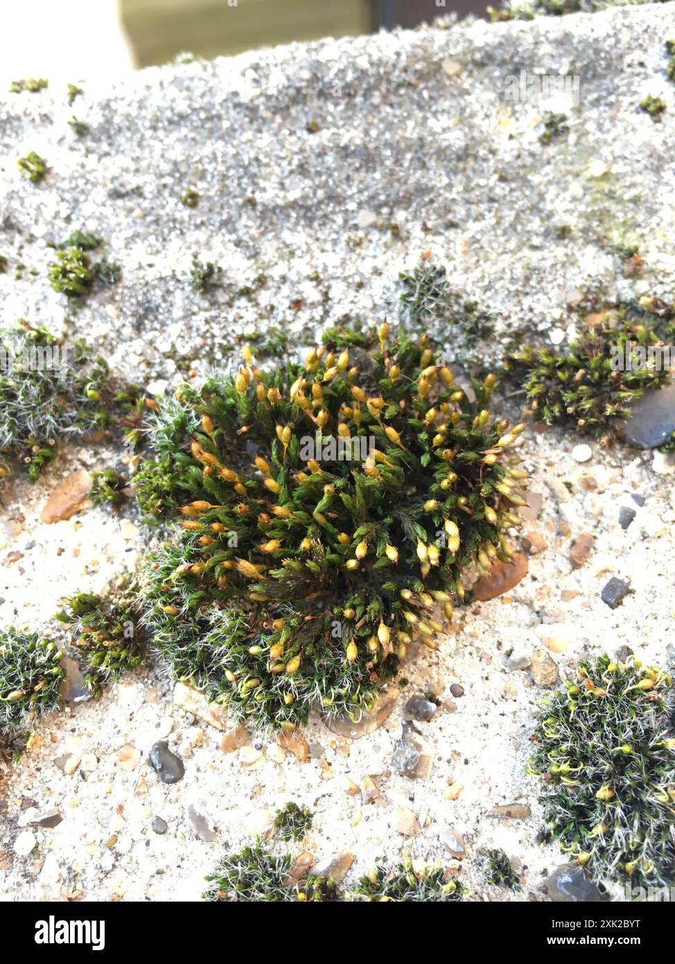 Anomalous Bristle-moss (Orthotrichum anomalum) Plantae Stock Photo - Alamy