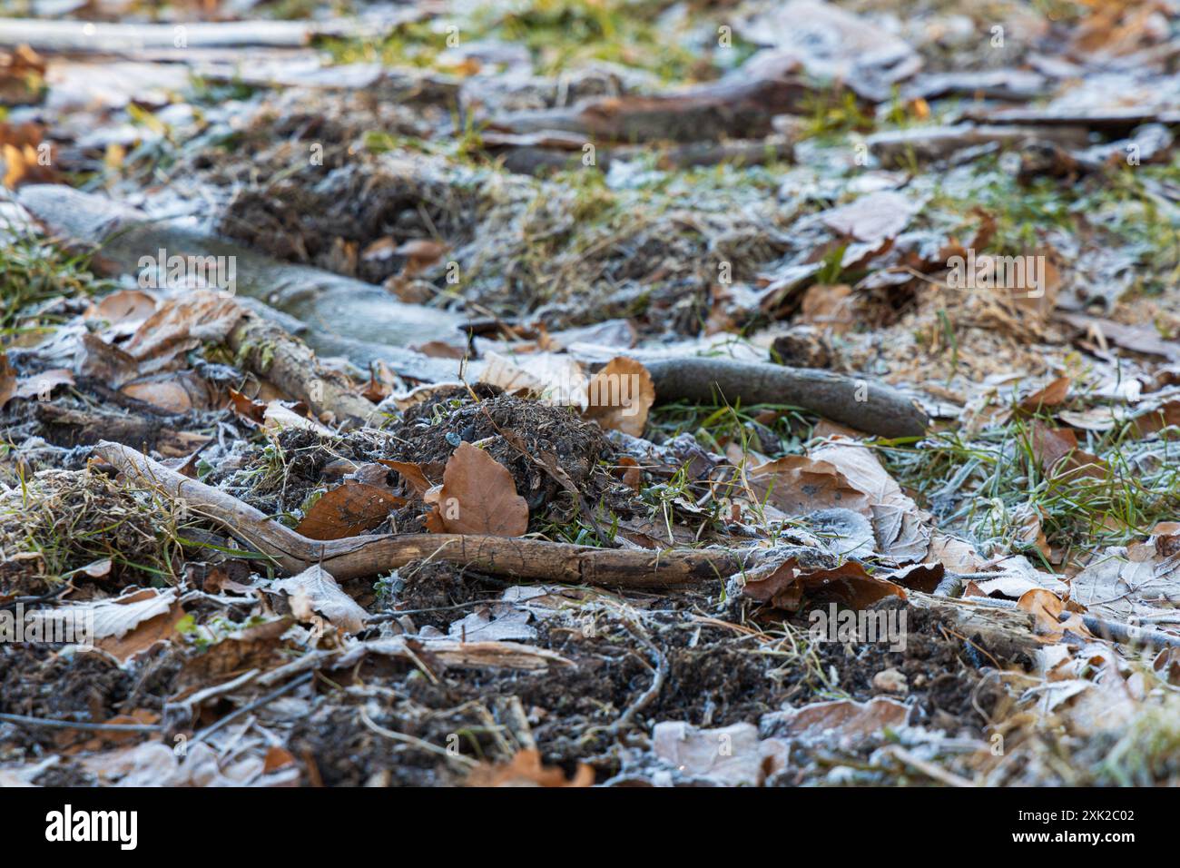 Piles of leaves and dry sticks covered with ice at morning lying next ...