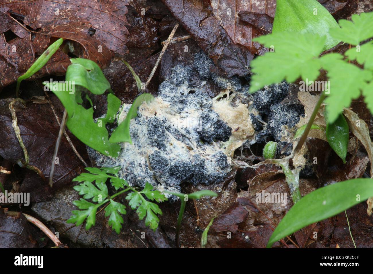 (Fuligo intermedia) Protozoa Stock Photo - Alamy