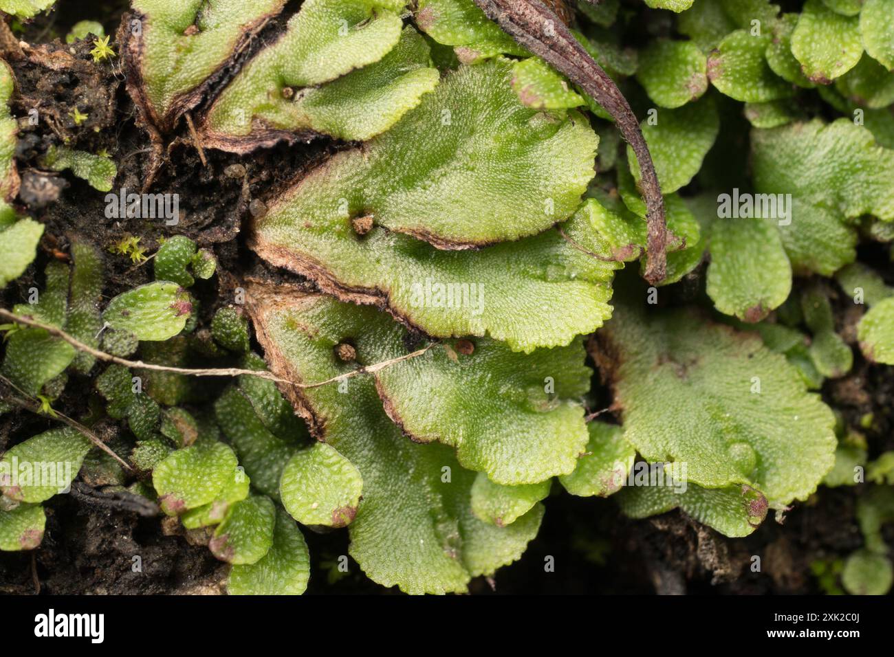California asterella (Asterella californica) Plantae Stock Photo - Alamy