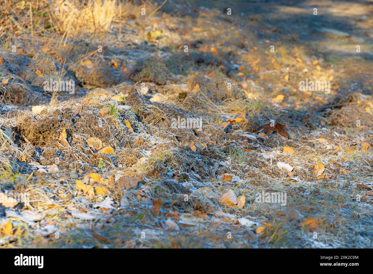 Piles of leaves and dry sticks covered with ice at morning lying next ...
