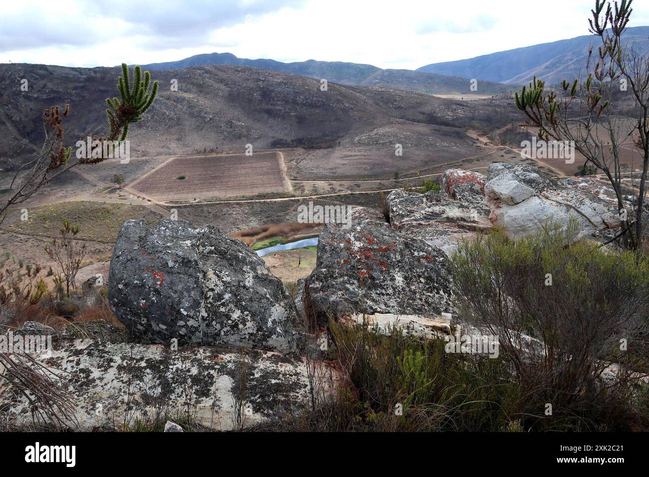 Goldensceptre Capegorse (Aspalathus sceptrum-aureum) Plantae Stock ...