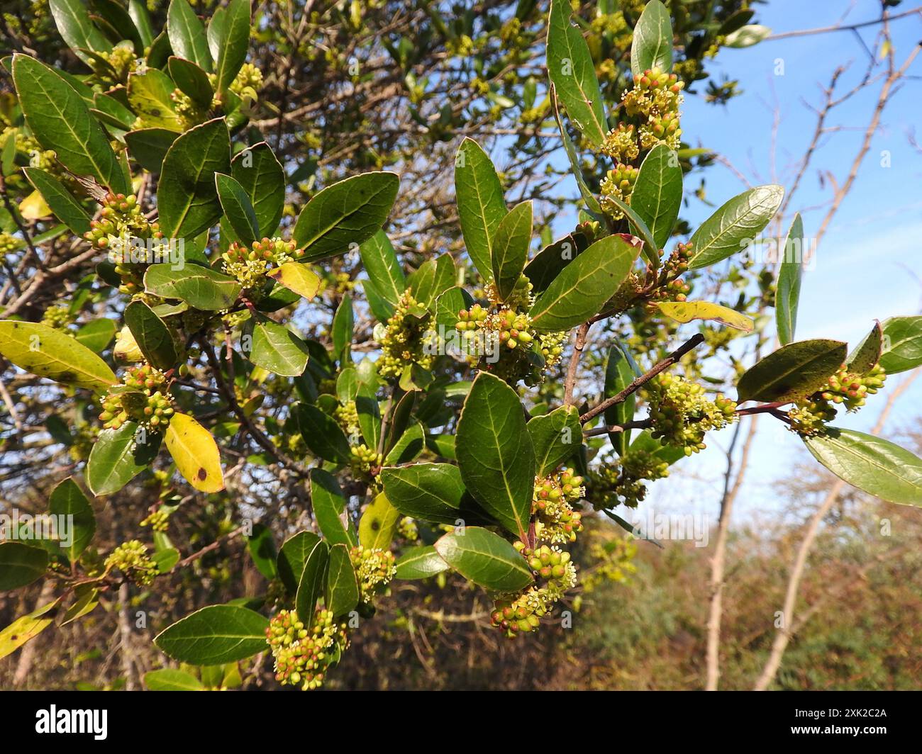 Mediterranean buckthorn (Rhamnus alaternus) Plantae Stock Photo - Alamy