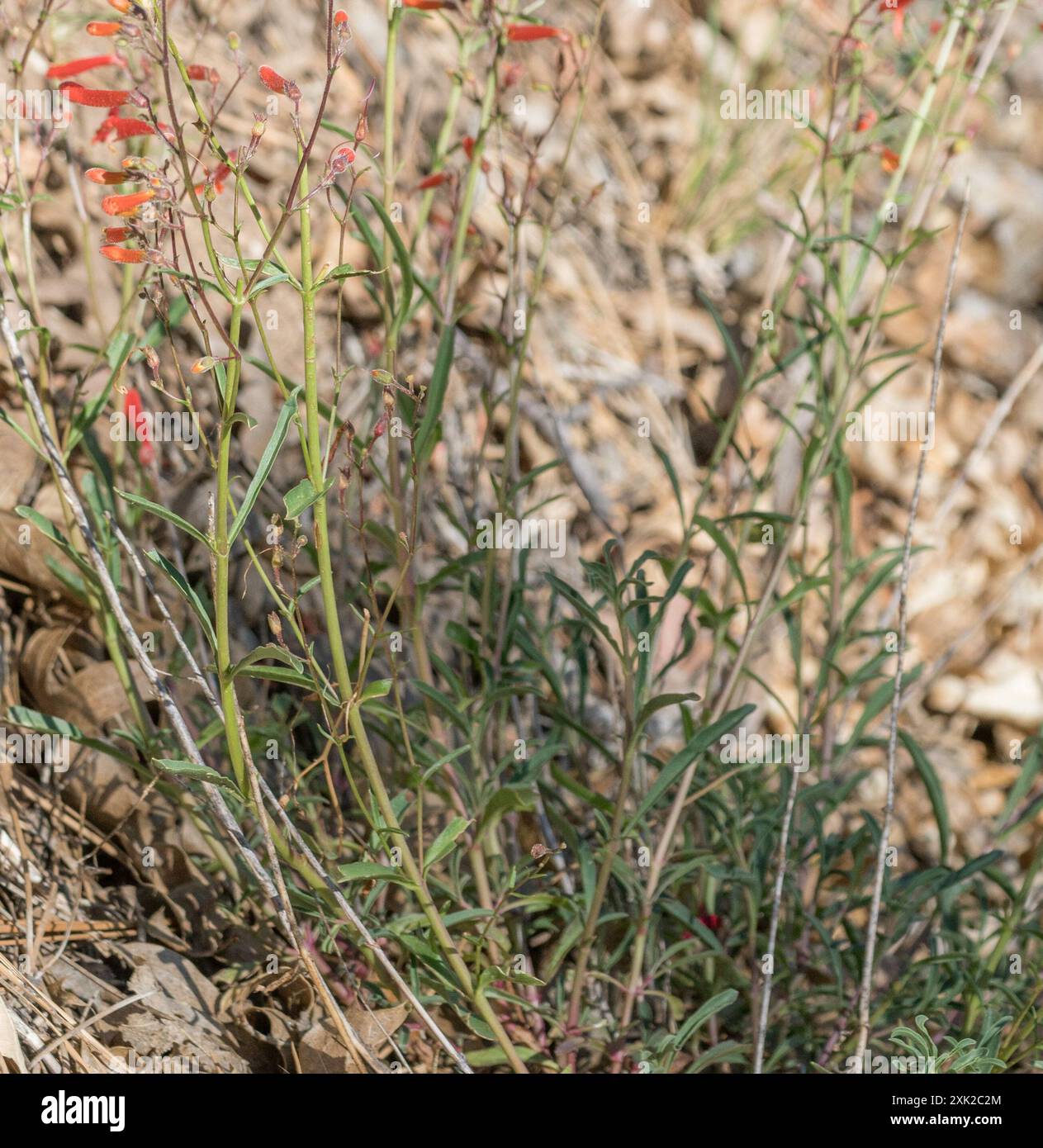 Bridges' penstemon (Penstemon rostriflorus) Plantae Stock Photo - Alamy
