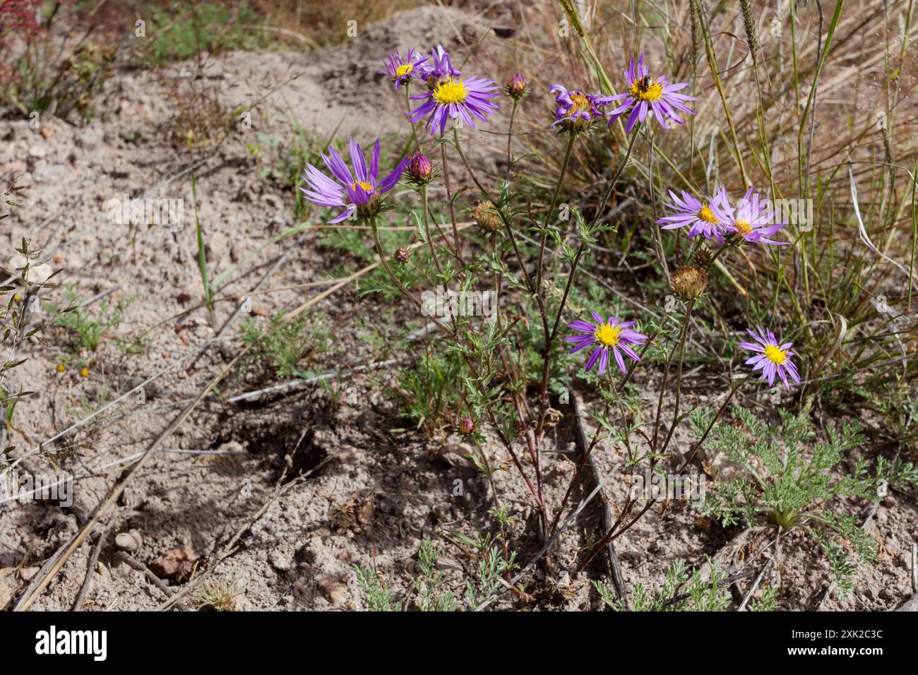 Tahoka daisy (Machaeranthera tanacetifolia) Plantae Stock Photo - Alamy