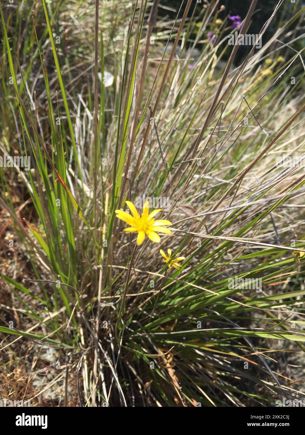 California buttercup (Ranunculus californicus) Plantae Stock Photo - Alamy
