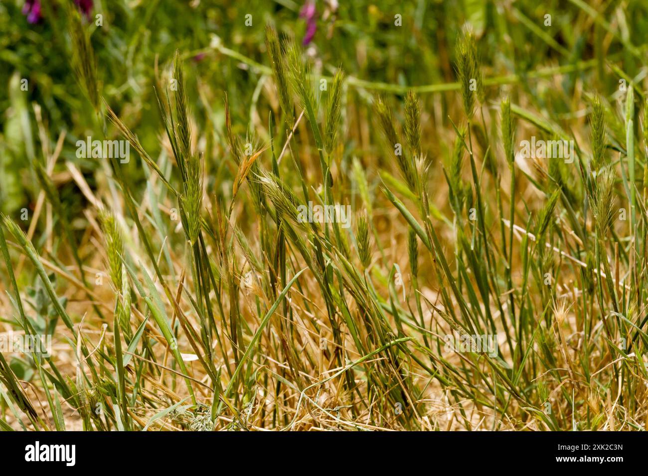 dwarf barley (Hordeum depressum) Plantae Stock Photo - Alamy