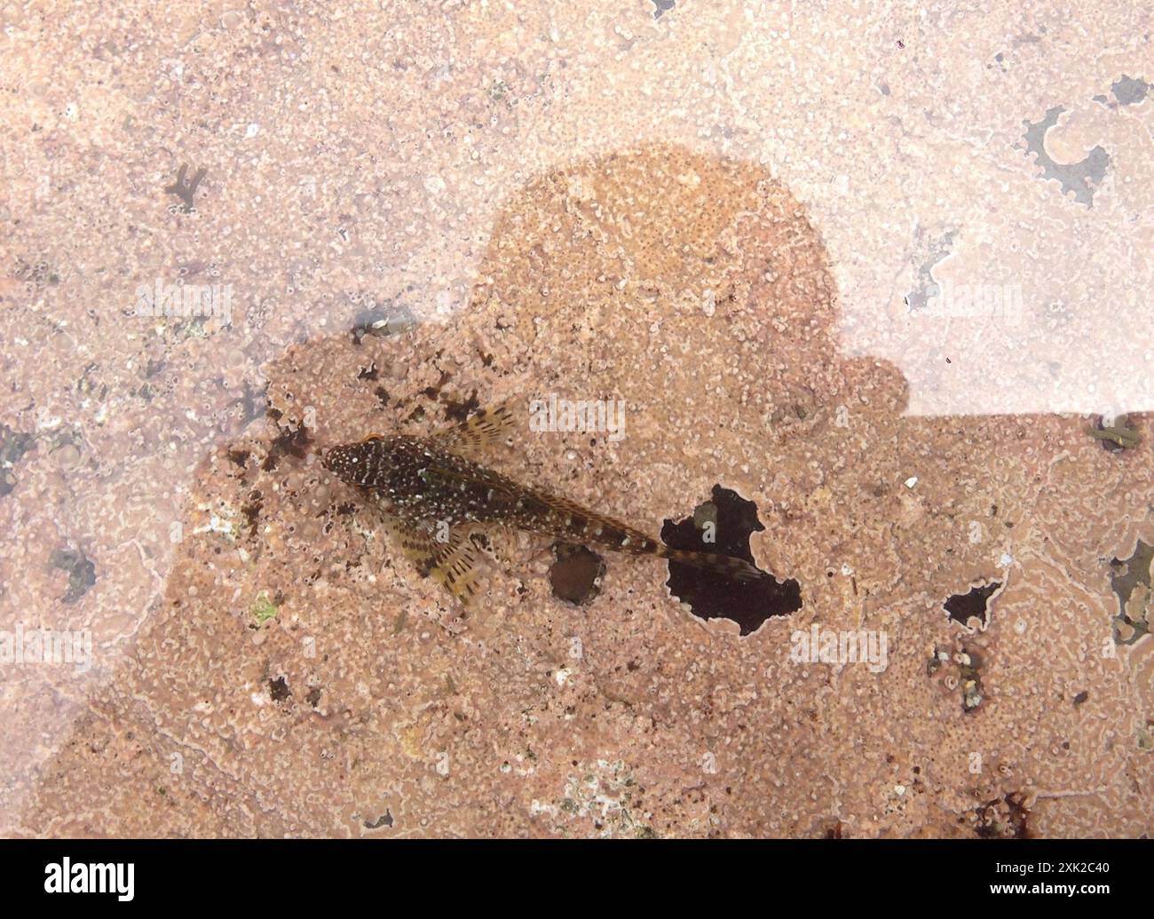 Sculpins and Allies (Cottoidei) Actinopterygii Stock Photo - Alamy