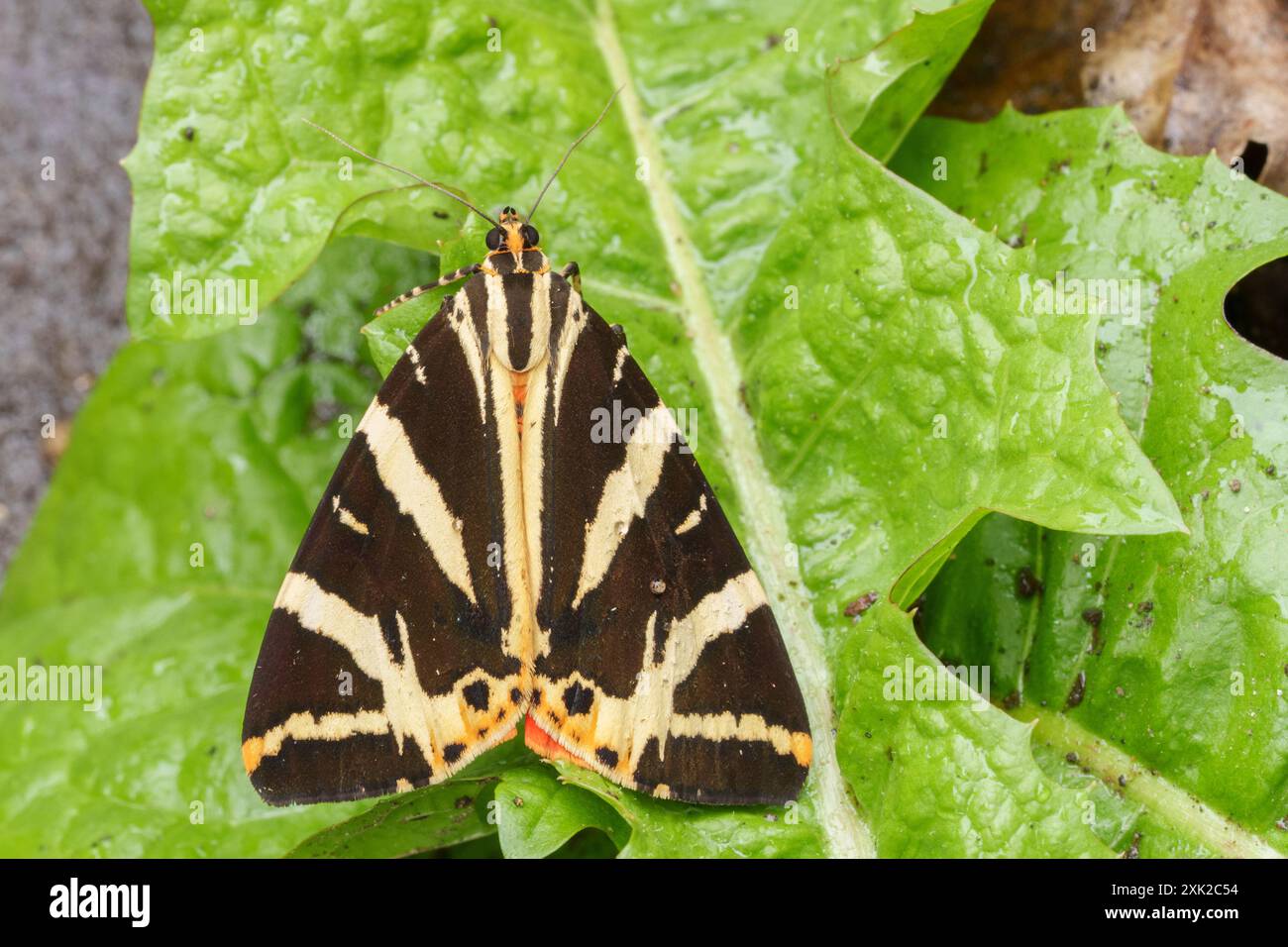 Jersey tiger moth wings hi-res stock photography and images - Alamy