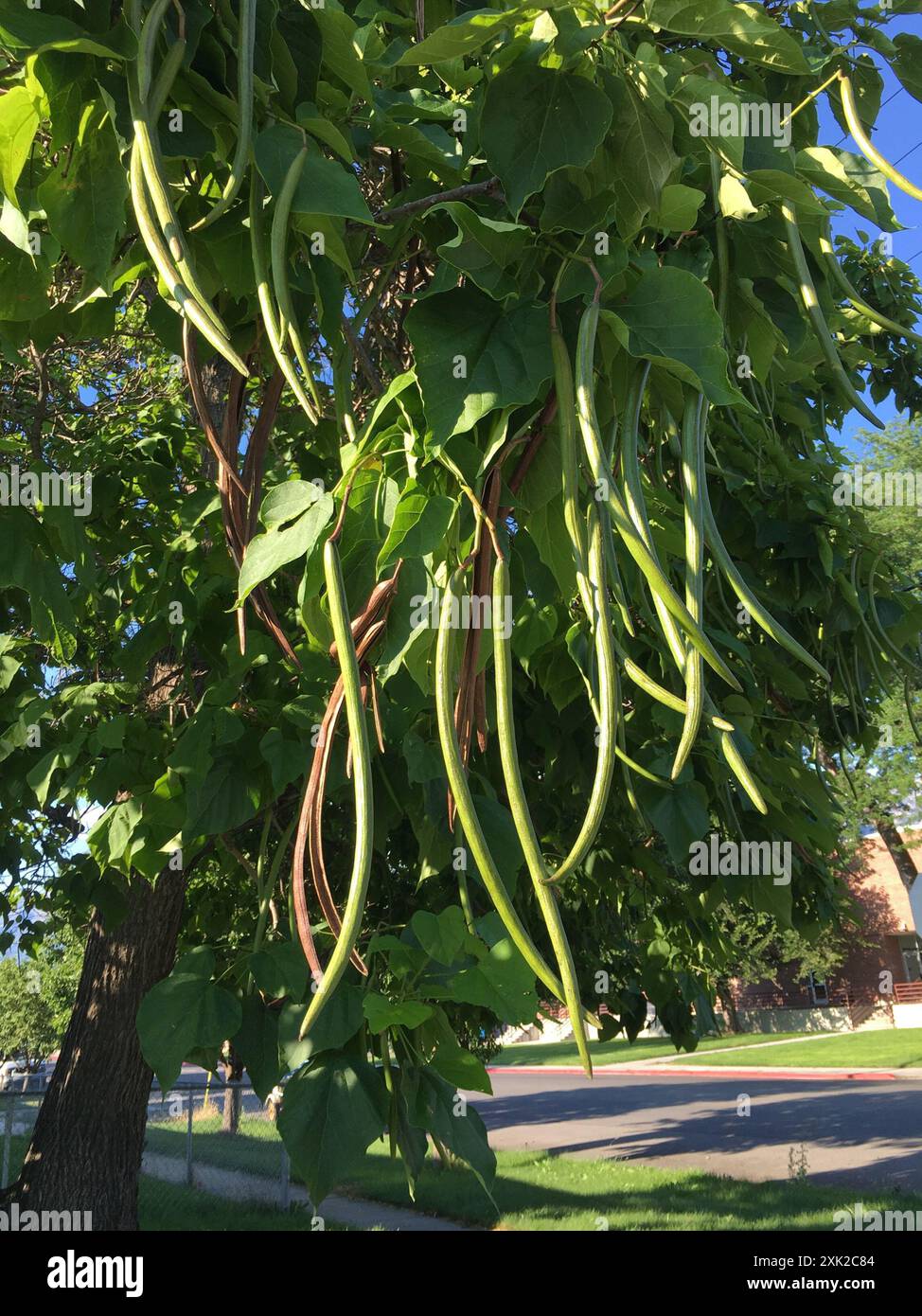 southern catalpa (Catalpa bignonioides) Plantae Stock Photo - Alamy