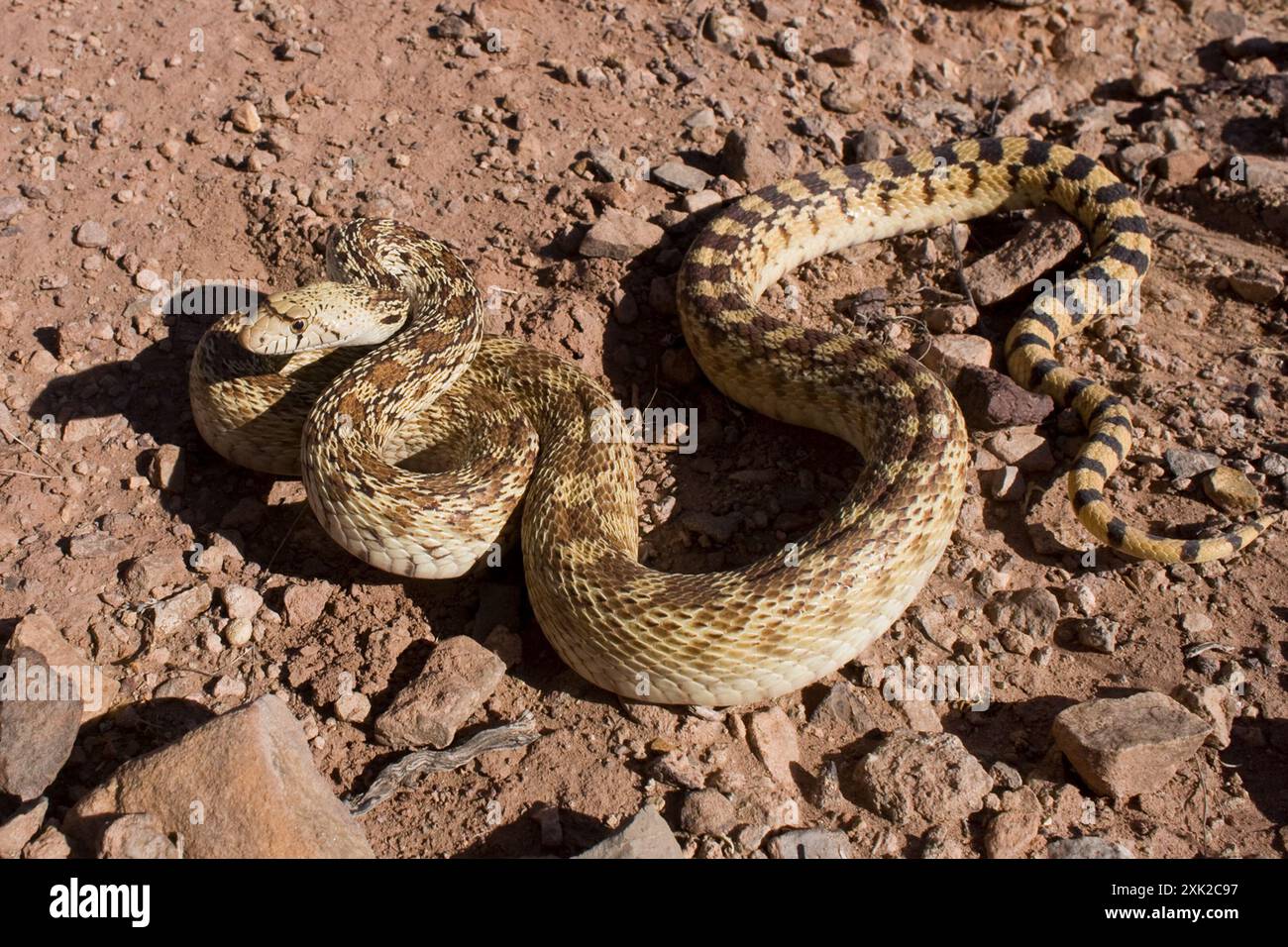 Sonoran Gopher Snake (Pituophis catenifer affinis) Reptilia Stock Photo - Alamy