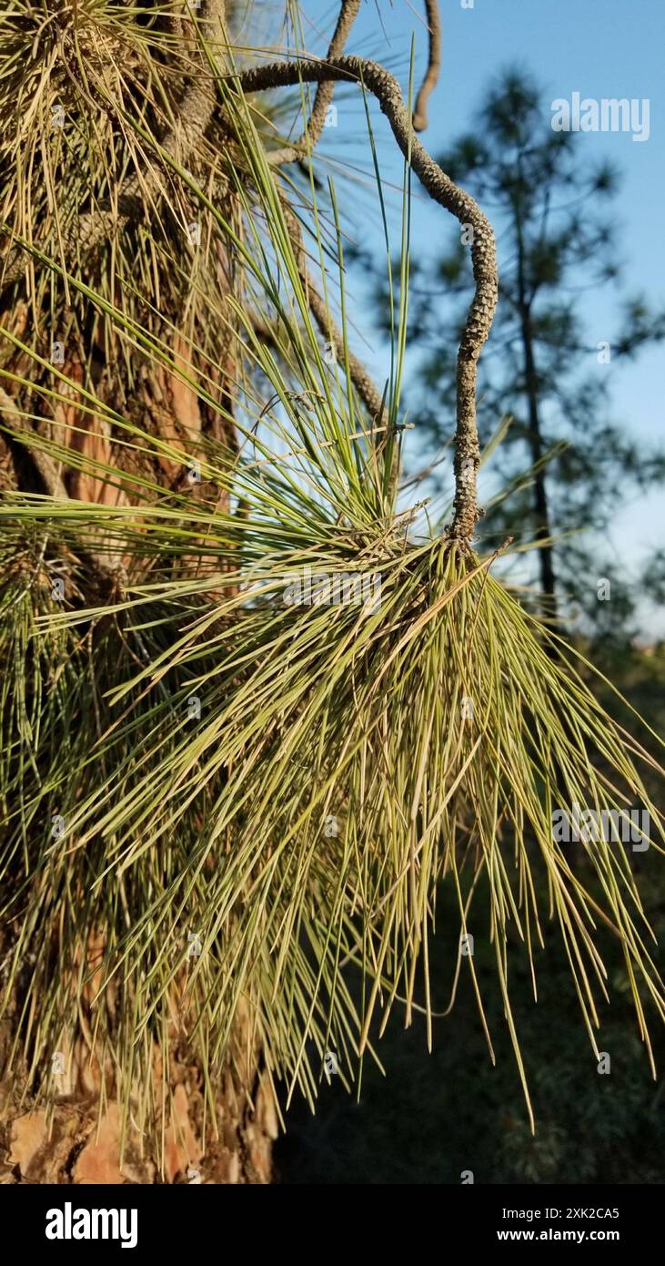 hard pines (Pinus) Plantae Stock Photo - Alamy