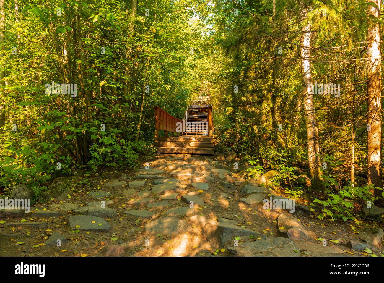 Pedestrian path with a motik in the Kivach reserve in Karelia Stock ...