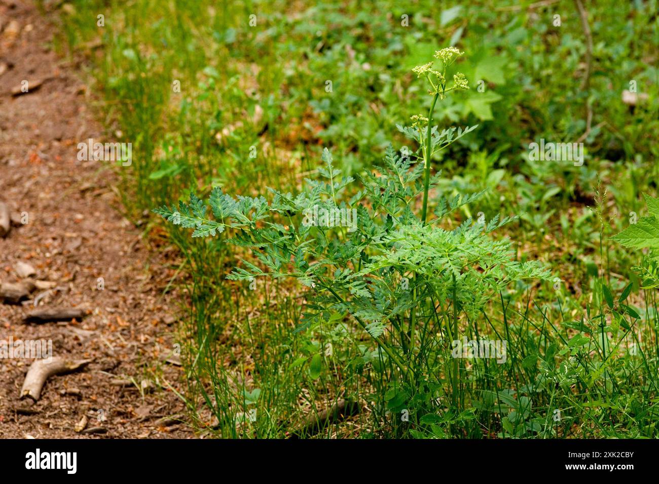 Osha (Ligusticum porteri) Plantae Stock Photo - Alamy