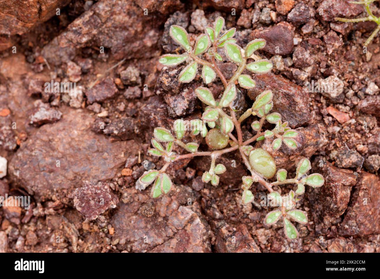 Strigose lotus hi-res stock photography and images - Alamy
