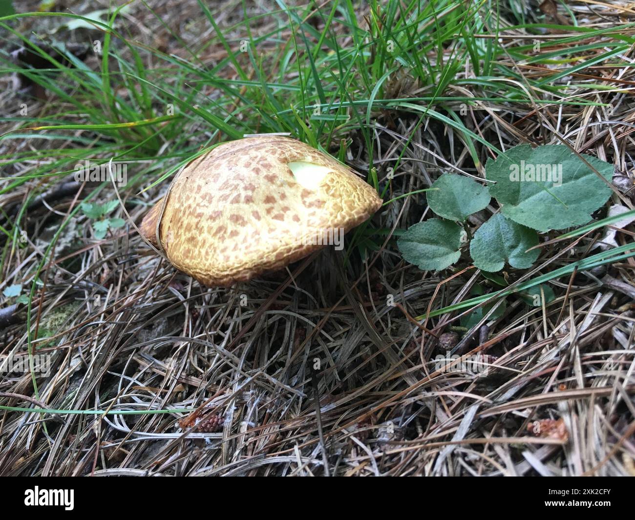 Slippery Jacks (Suillus) Fungi Stock Photo - Alamy