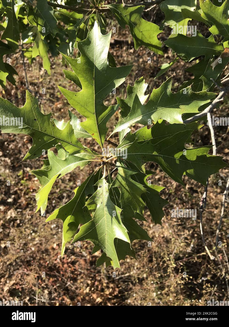 oaks (Quercus) Plantae Stock Photo - Alamy