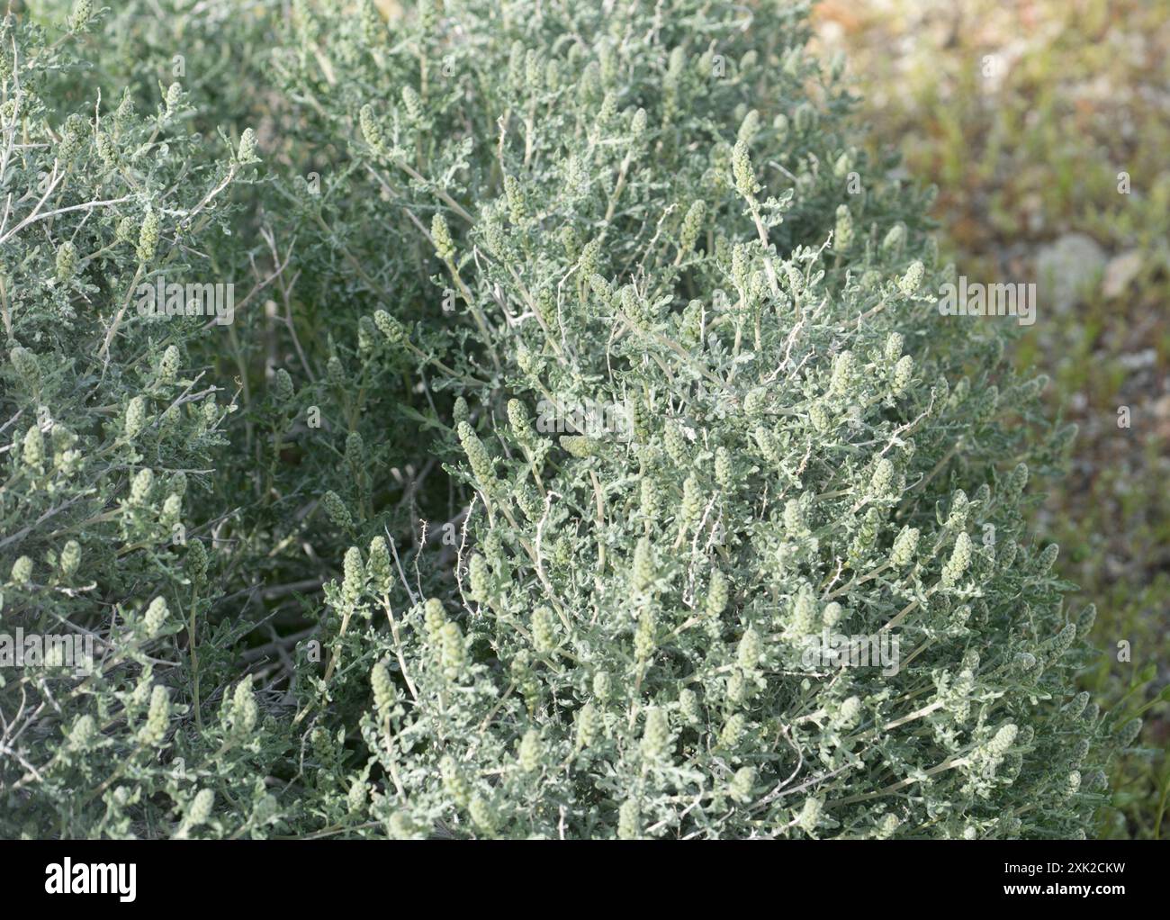 Burrobush (Ambrosia dumosa) Plantae Stock Photo - Alamy