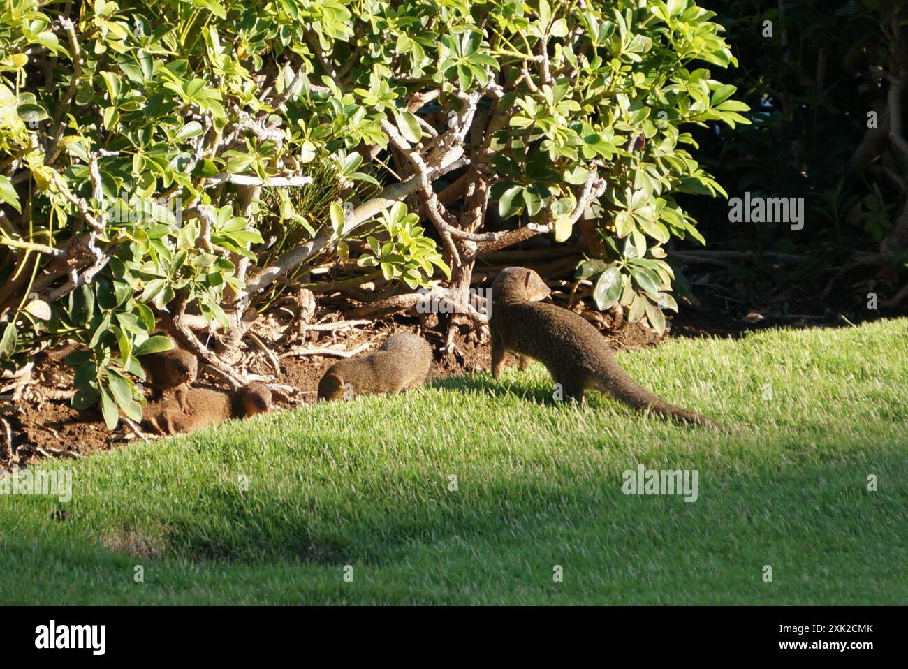 Small Indian Mongoose (Urva auropunctata) Mammalia Stock Photo - Alamy