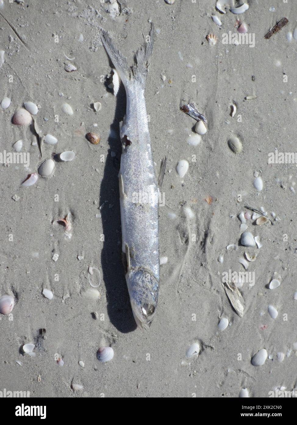 Ladyfish (Elops saurus) Actinopterygii Stock Photo - Alamy