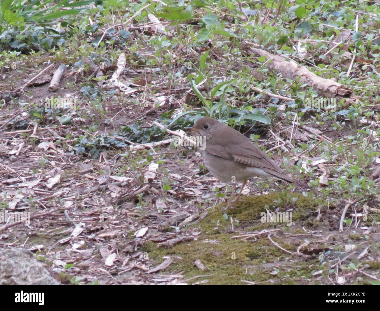 Gray-cheeked Thrush (Catharus minimus) Aves Stock Photo - Alamy