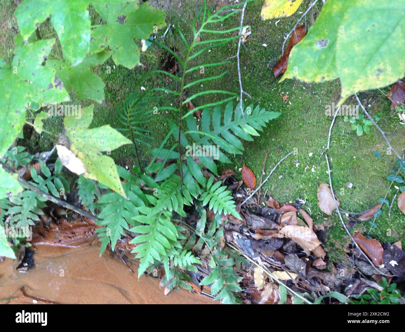 netted chain fern (Woodwardia areolata) Plantae Stock Photo - Alamy