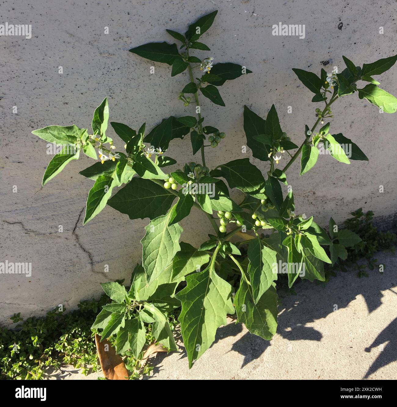 American black nightshade (Solanum americanum) Plantae Stock Photo - Alamy