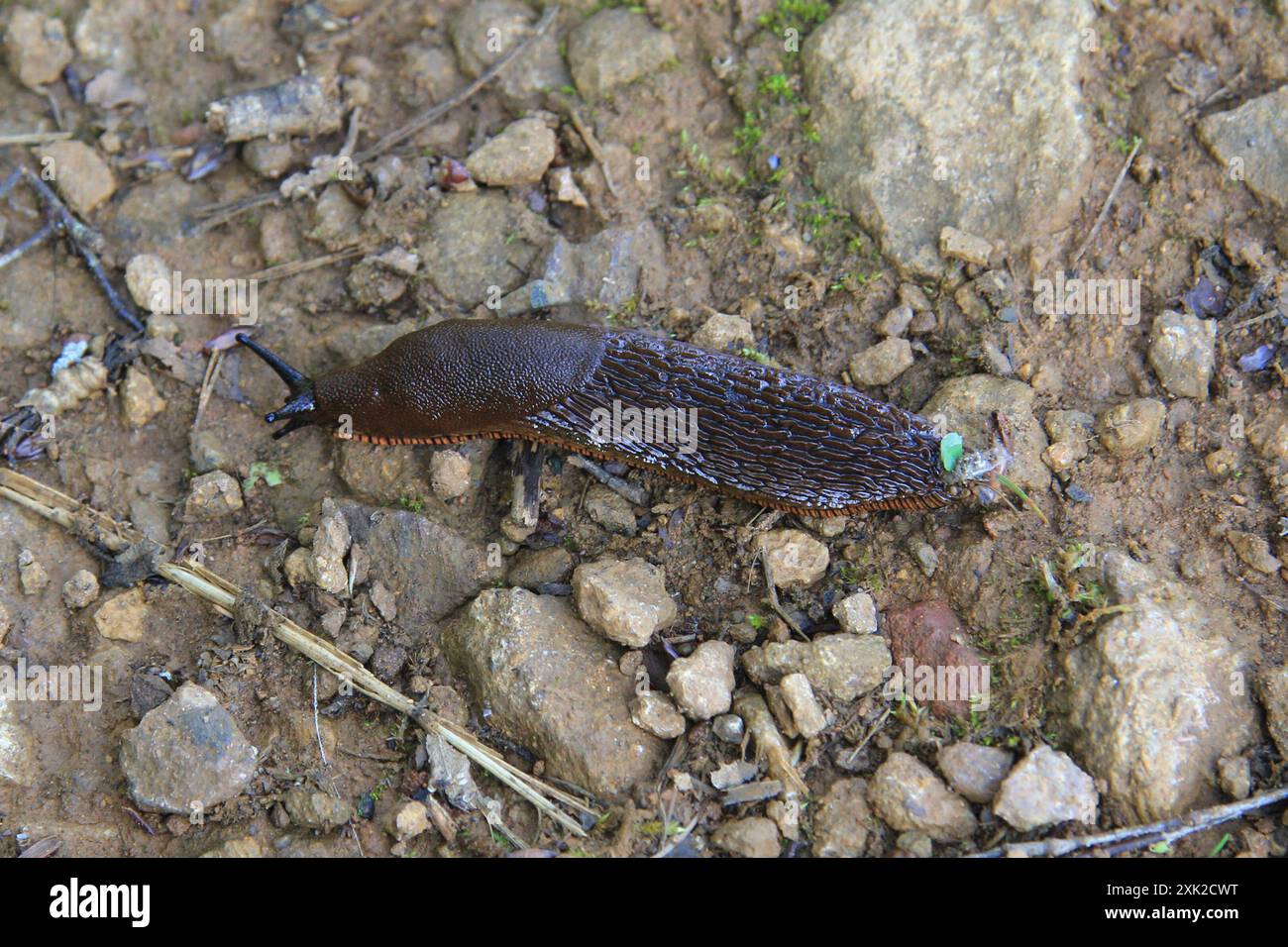Spanish Slug (Arion vulgaris) Mollusca Stock Photo - Alamy