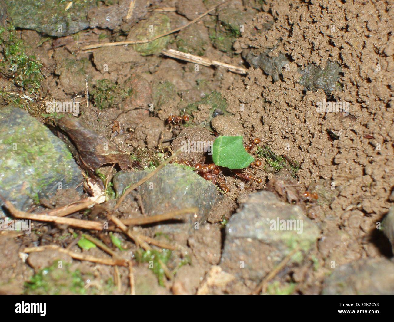 Hairy-headed leafcutter ant (Atta cephalotes) Insecta Stock Photo - Alamy