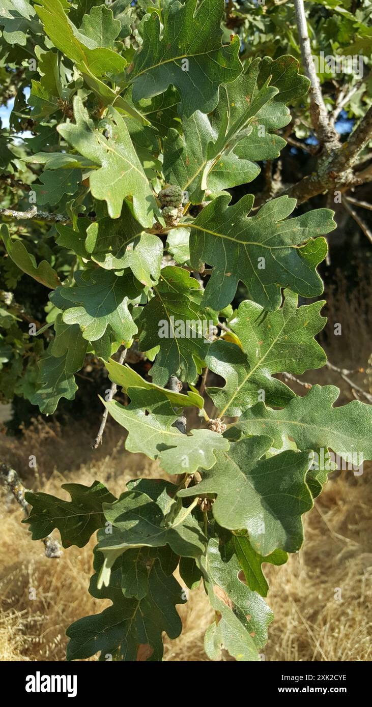 valley oak (Quercus lobata) Plantae Stock Photo - Alamy