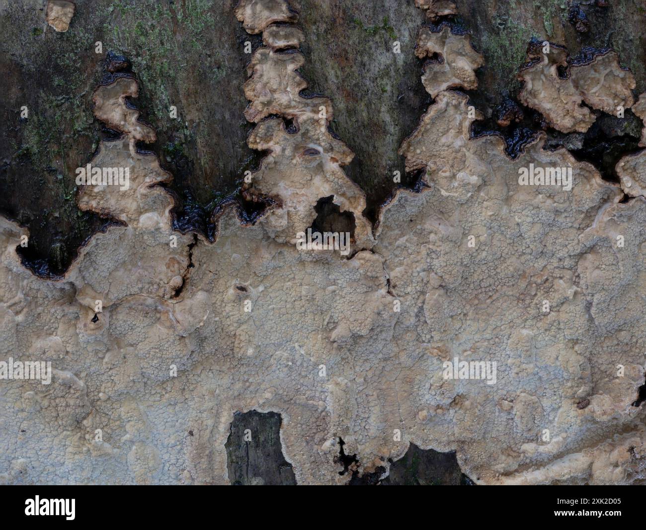 Oak curtain crust fungus hi-res stock photography and images - Alamy