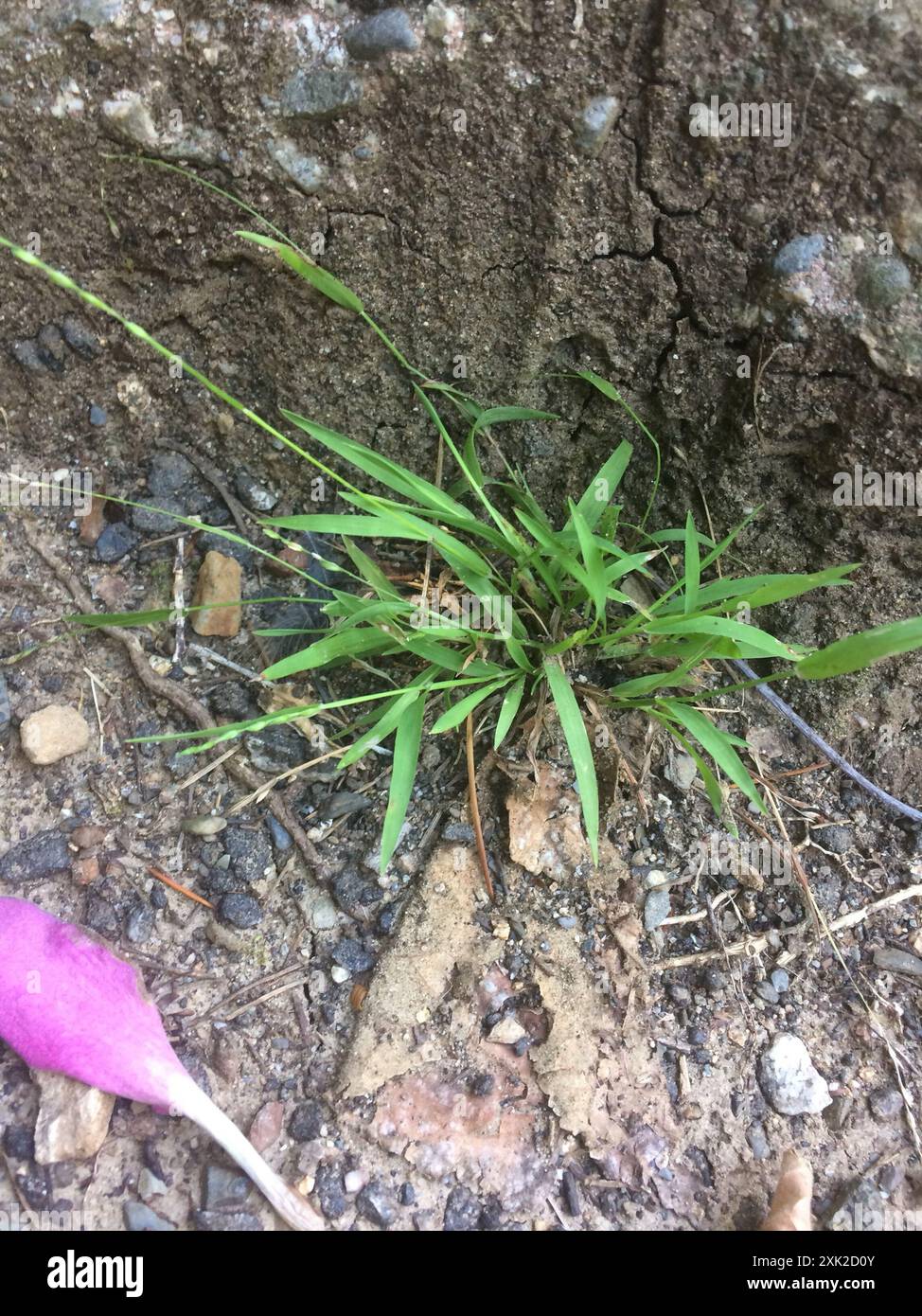 panic veldtgrass (Ehrharta erecta) Plantae Stock Photo - Alamy