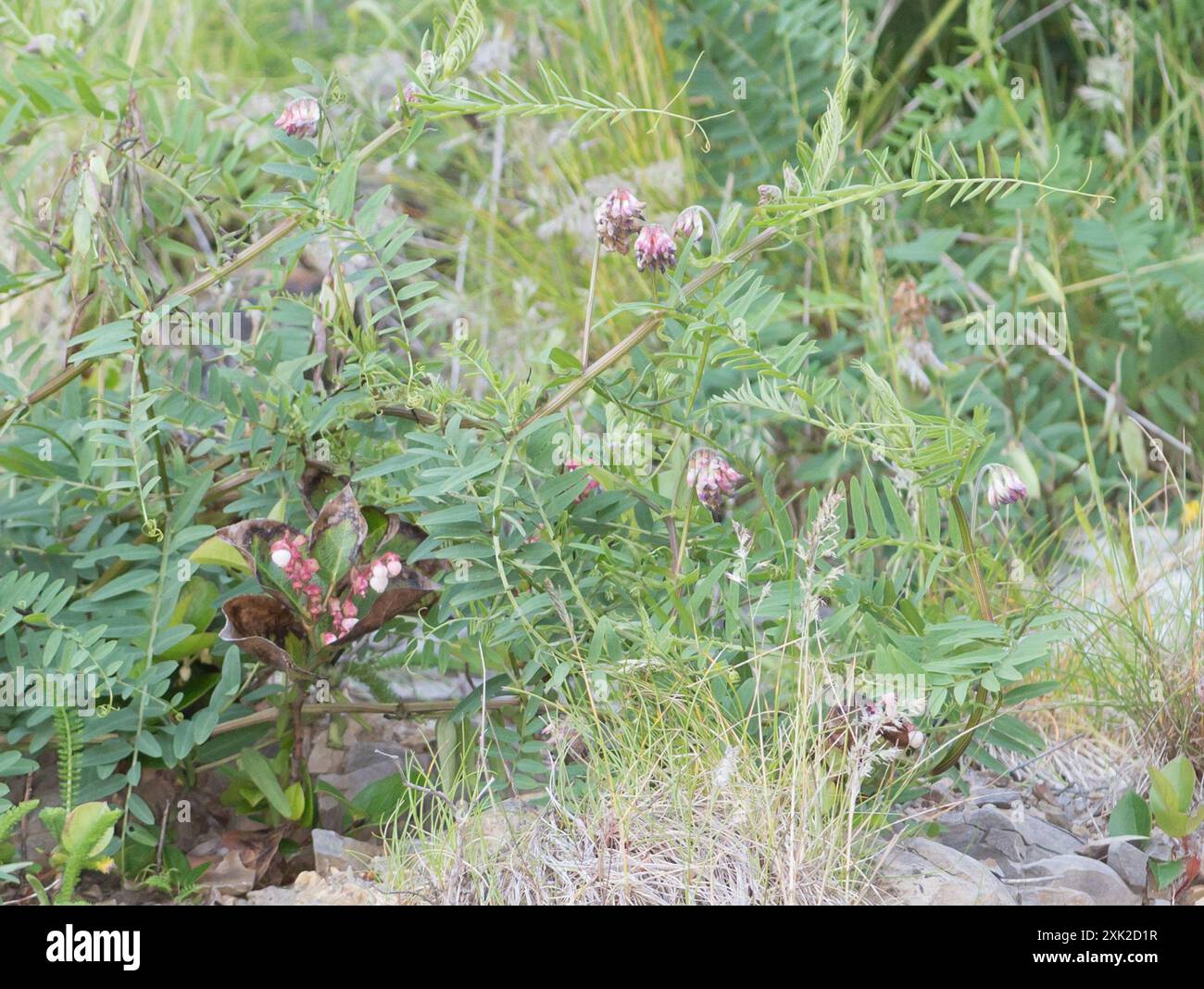 giant vetch (Vicia gigantea) Plantae Stock Photo - Alamy