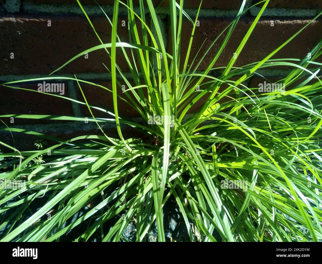 Baldwin's Flatsedge (Cyperus croceus) Plantae Stock Photo - Alamy