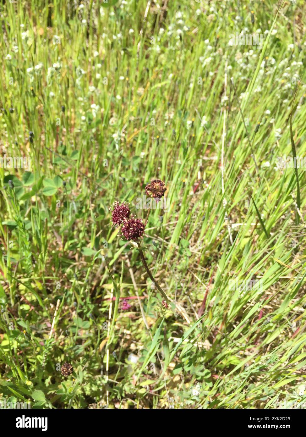Purple Sanicle (Sanicula bipinnatifida) Plantae Stock Photo - Alamy