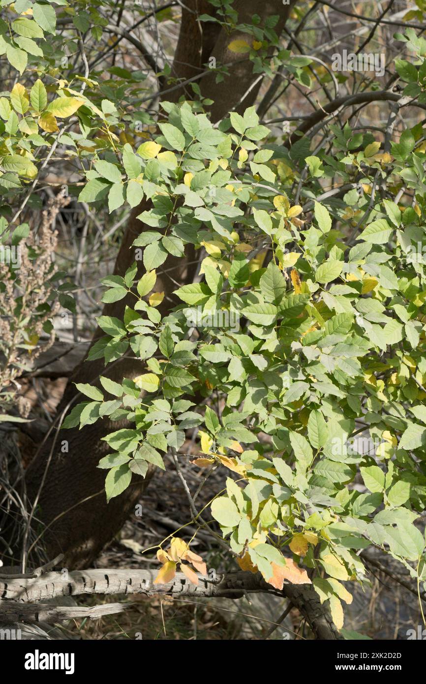 velvet ash (Fraxinus velutina) Plantae Stock Photo - Alamy