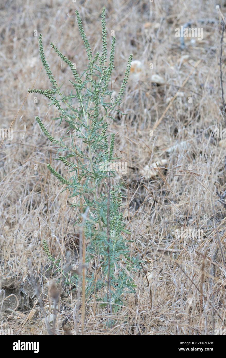 western ragweed (Ambrosia psilostachya) Plantae Stock Photo - Alamy