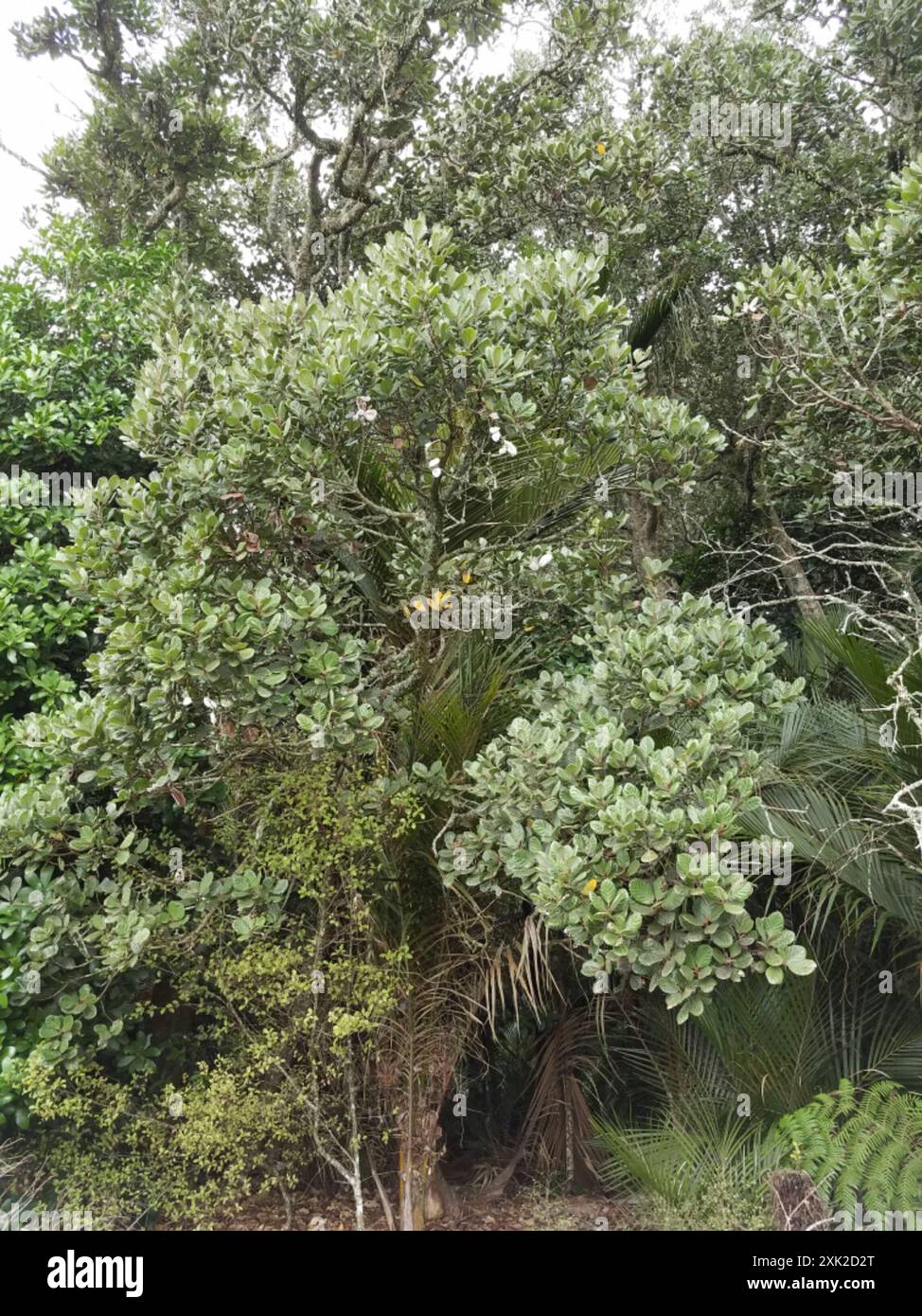 Taraire (Beilschmiedia tarairi) Plantae Stock Photo - Alamy