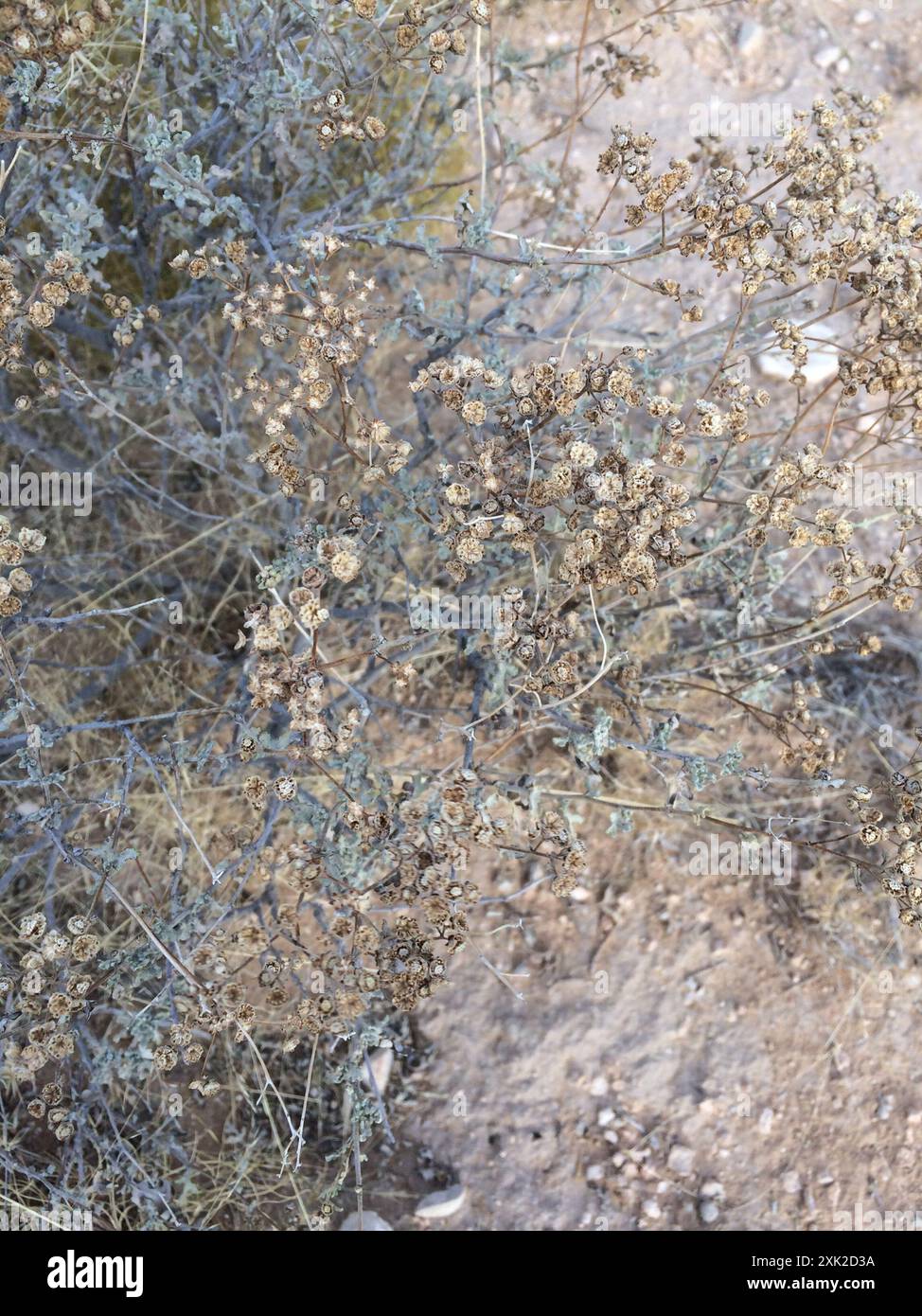 mariola (Parthenium incanum) Plantae Stock Photo - Alamy