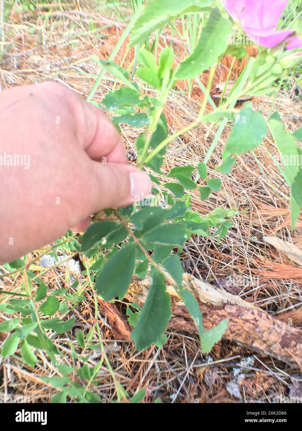 smooth rose (Rosa blanda) Plantae Stock Photo - Alamy